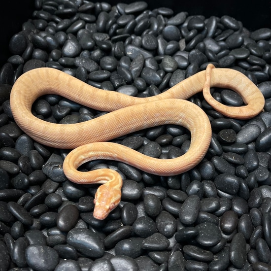 Albino Carpet Python Other Carpet Python by Fire Horse Exotics LLC