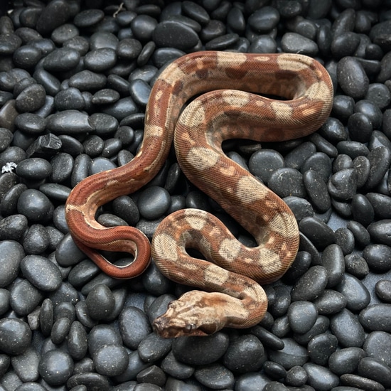 Hypo Aztec Het Leopard Boa Constrictor by Fire Horse Exotics LLC