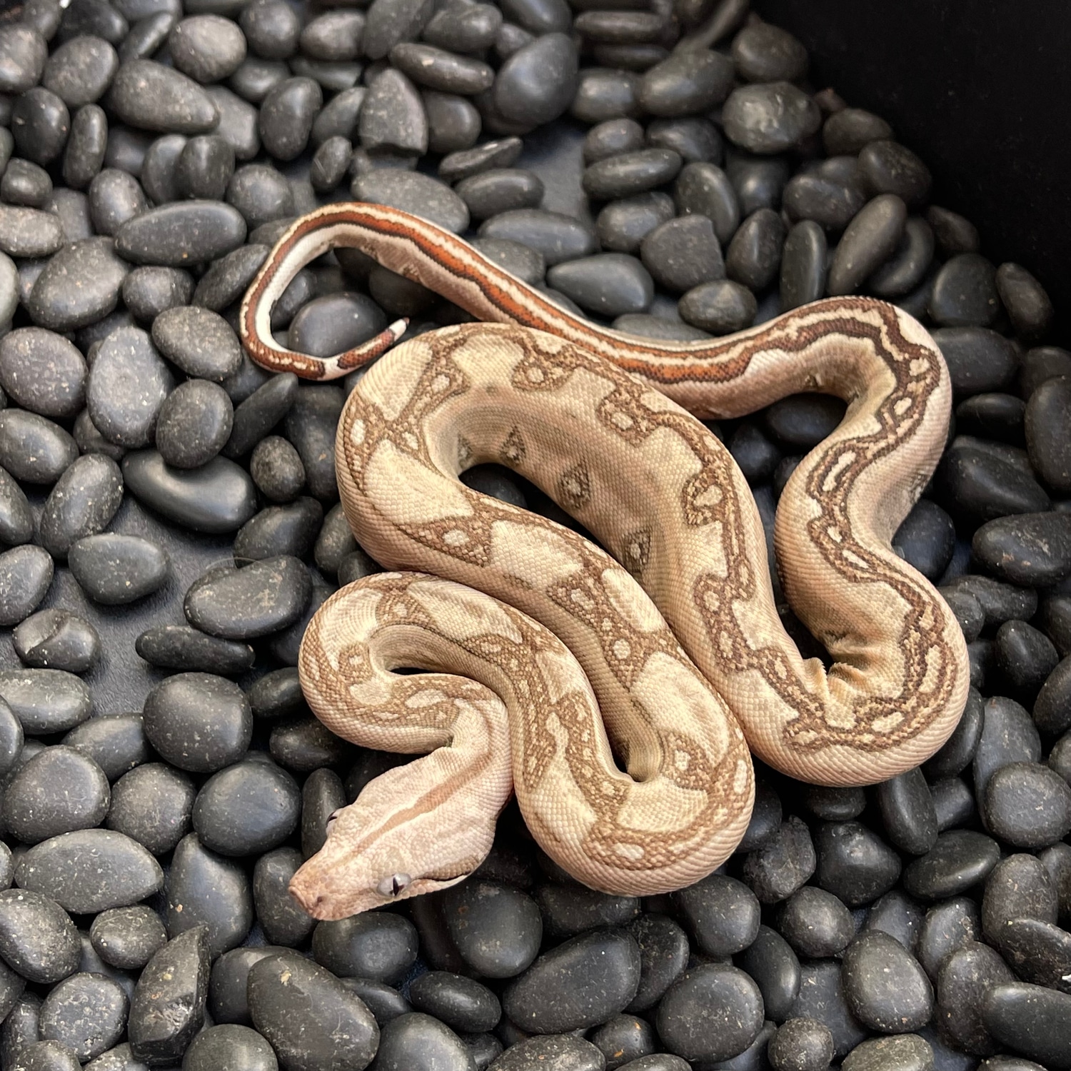 Labyrinth Fire Horse Exotics Line Boa Constrictor by Fire Horse Exotics ...