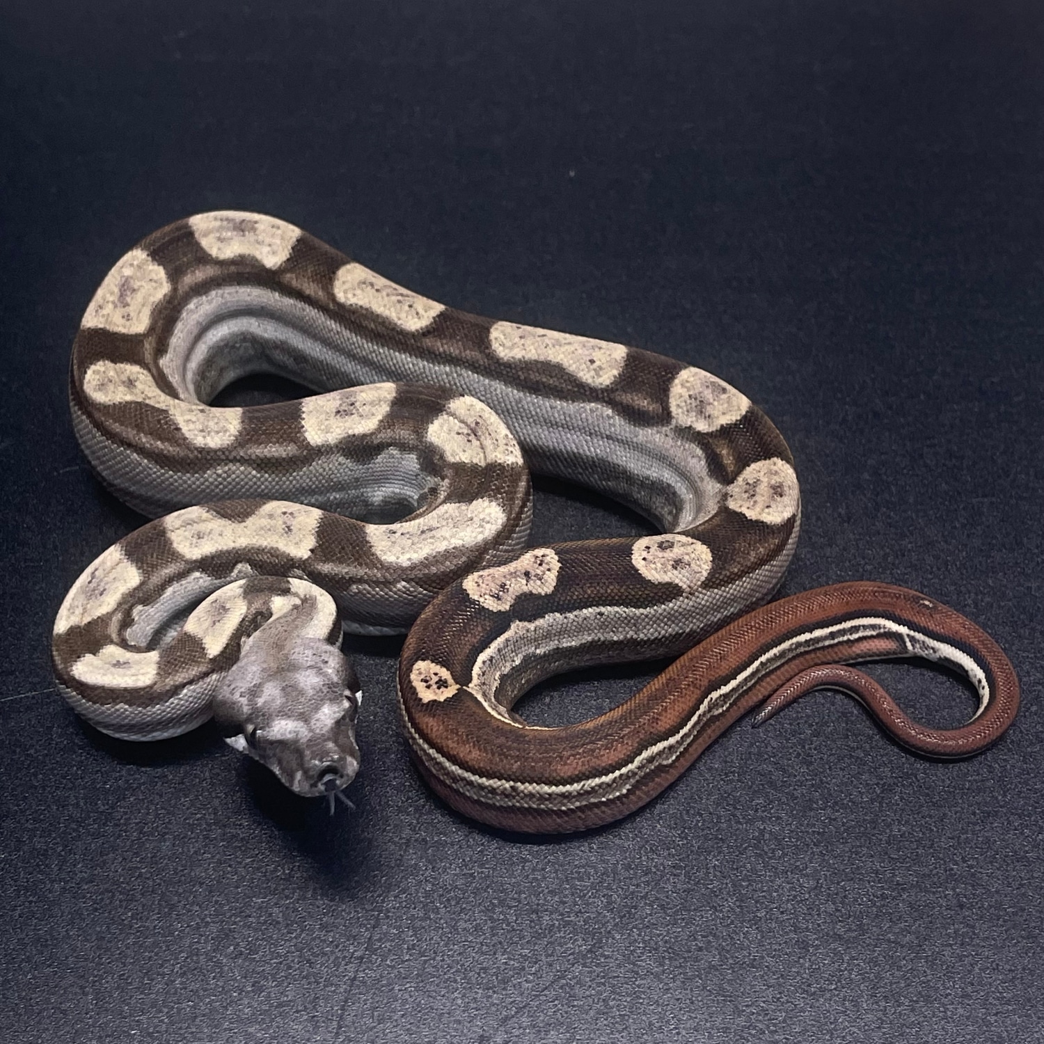 Motley Het Albino (Kahl) Boa Constrictor by Fire Horse Exotics LLC ...