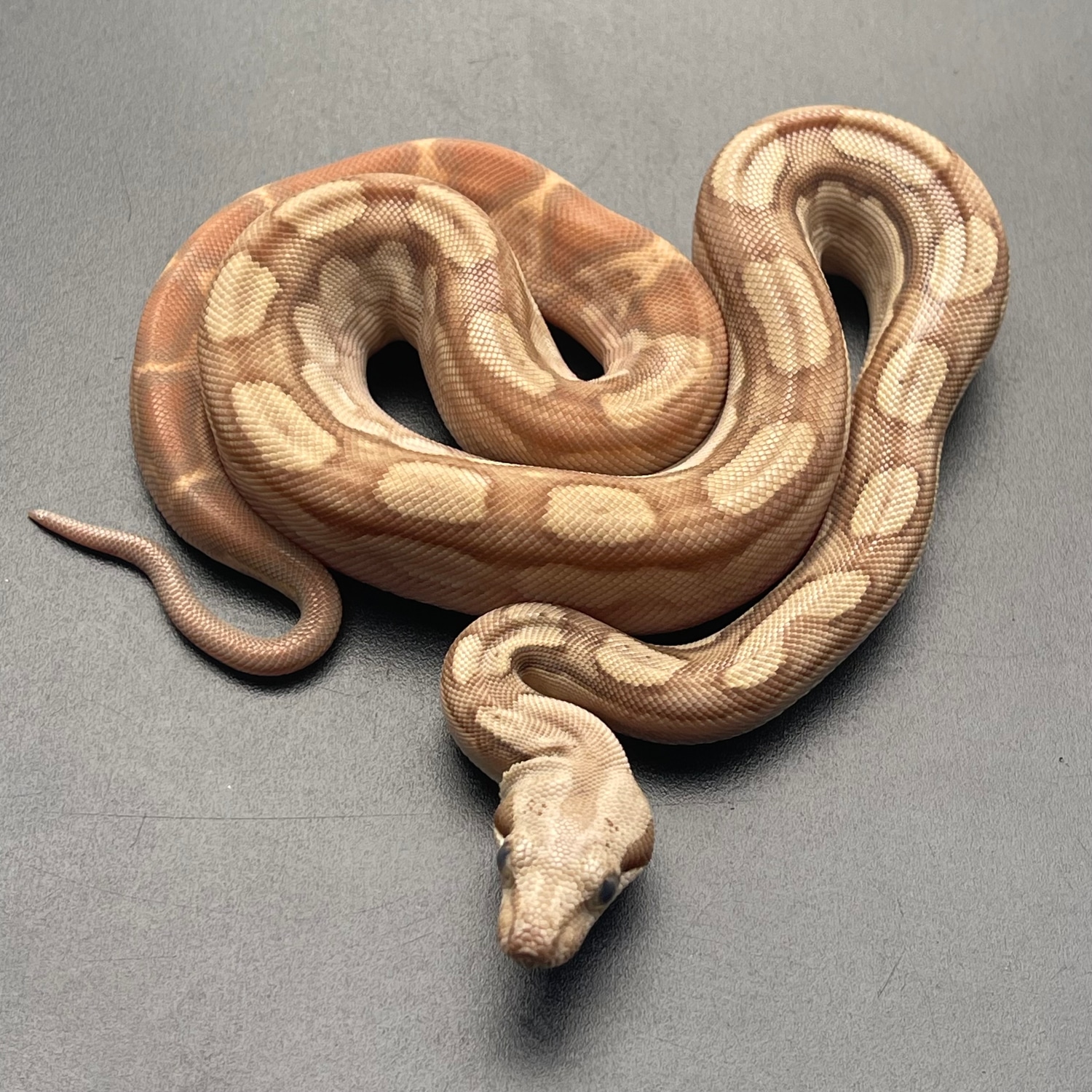 Platinum T+ Motley Central Boa Constrictor by Fire Horse Exotics LLC ...