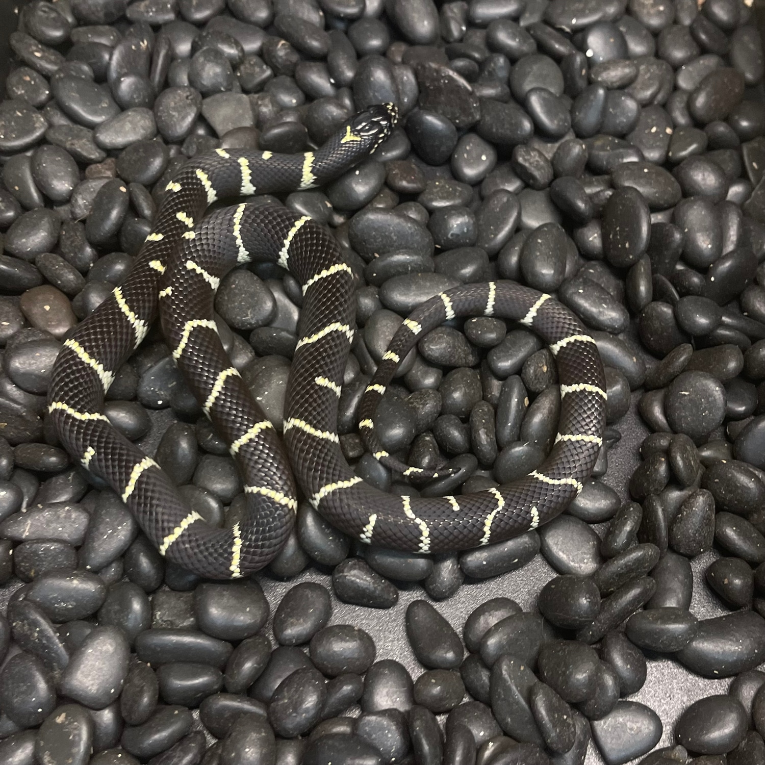 Chocolate Banded King Snake California Kingsnake by Fire Horse Exotics ...