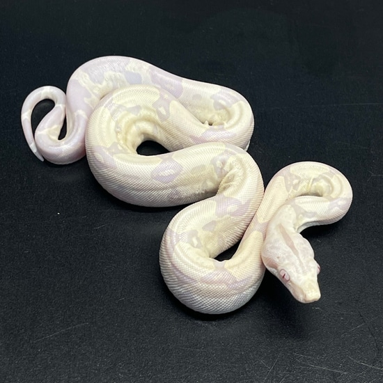 IMG Moonglow Boa Constrictor by Fire Horse Exotics LLC