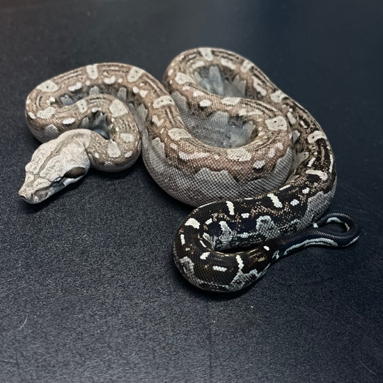 Aztec 66% Pos Het Anery 66% Pos Het Sharp Albino Boa Constrictor by ...