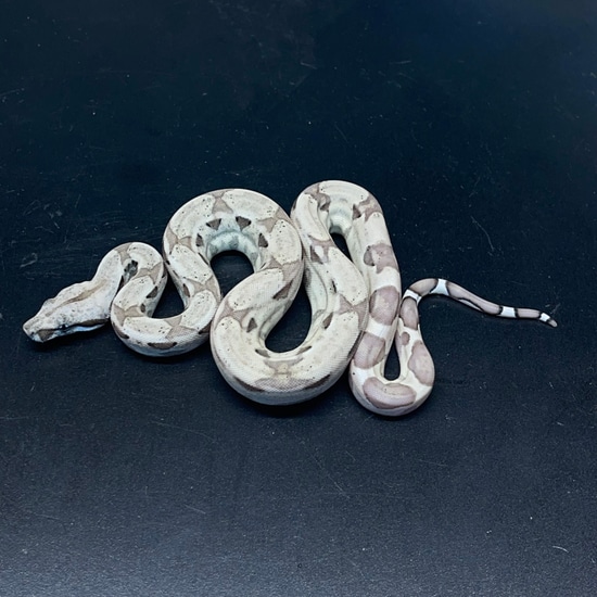 Ghost Boa Boa Constrictor by Fire Horse Exotics LLC