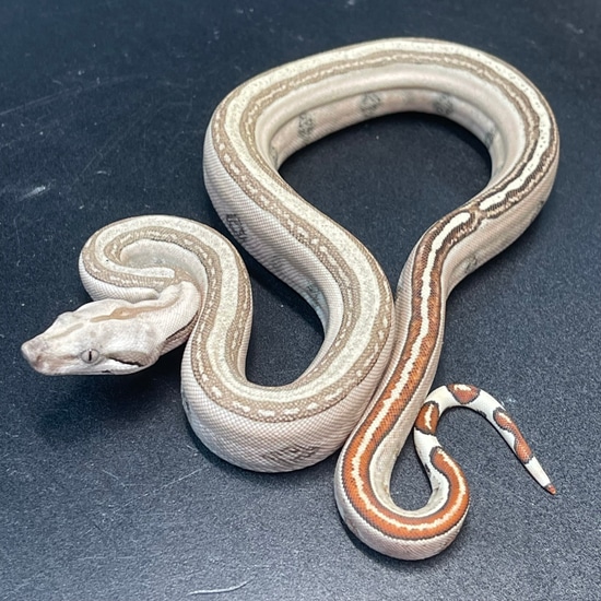 Labyrinth Boa FHE Line Boa Constrictor by Fire Horse Exotics LLC