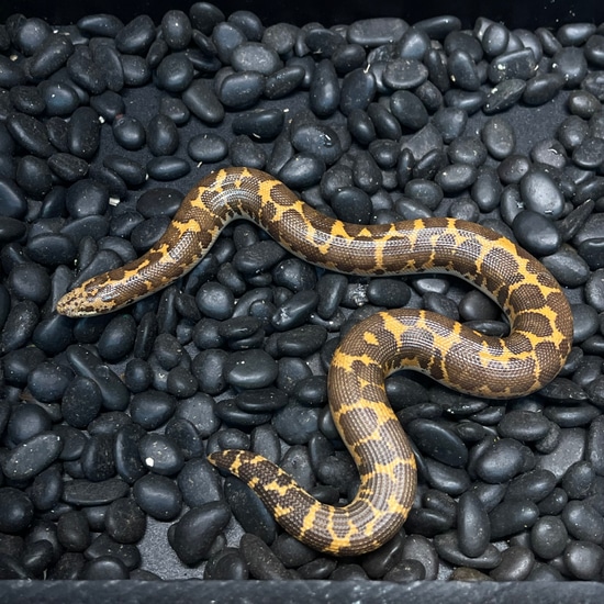 Kenya Sand Boa Kenyan Sand Boa by Fire Horse Exotics LLC