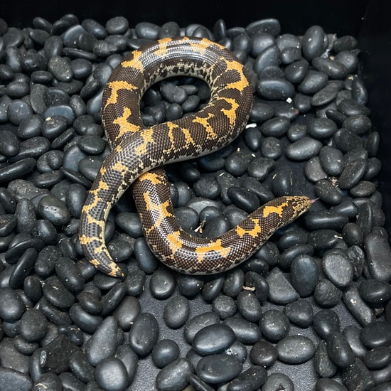 Kenya Sand Boa Kenyan Sand Boa by Fire Horse Exotics LLC