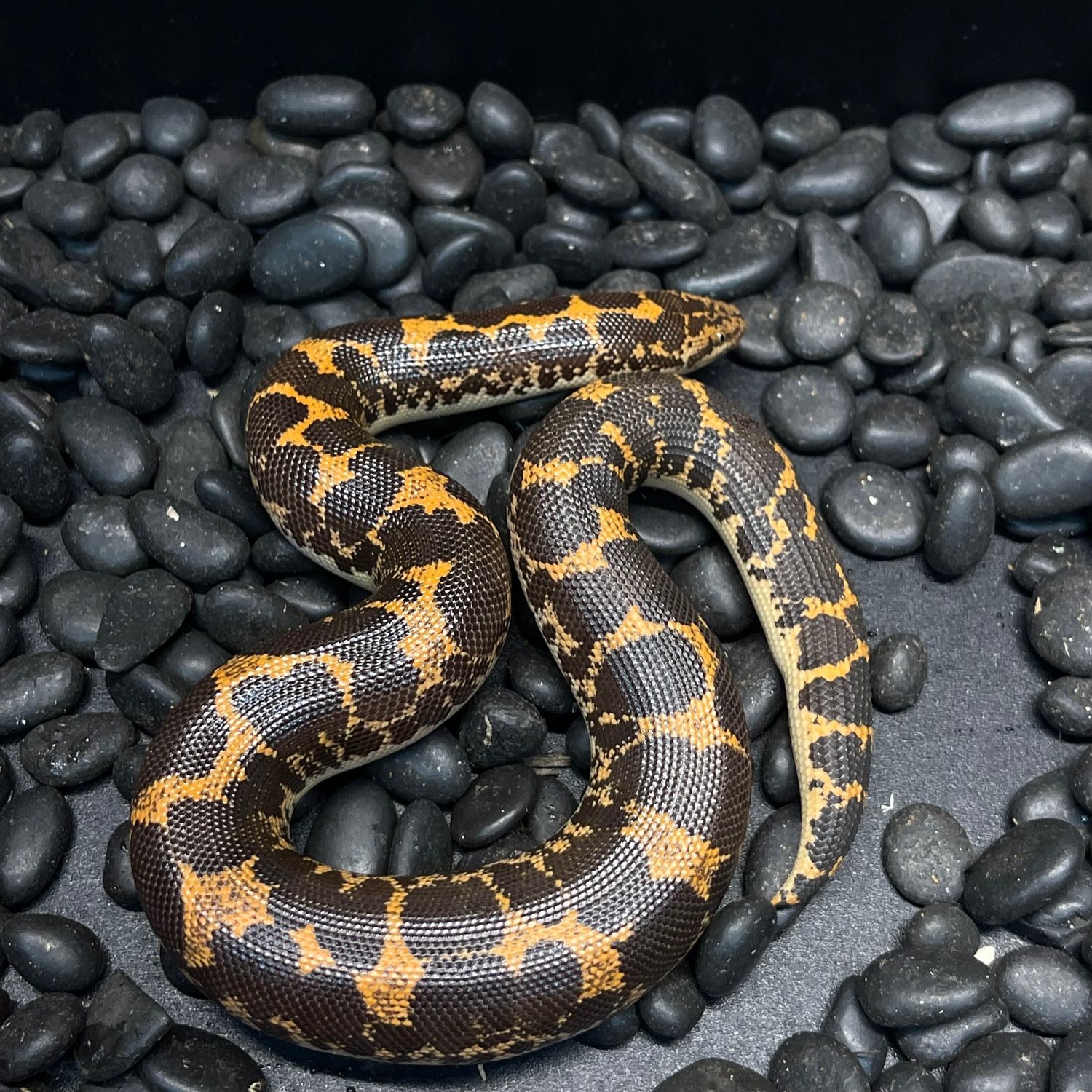 Kenya Sand Boa Kenyan Sand Boa by Fire Horse Exotics LLC - MorphMarket