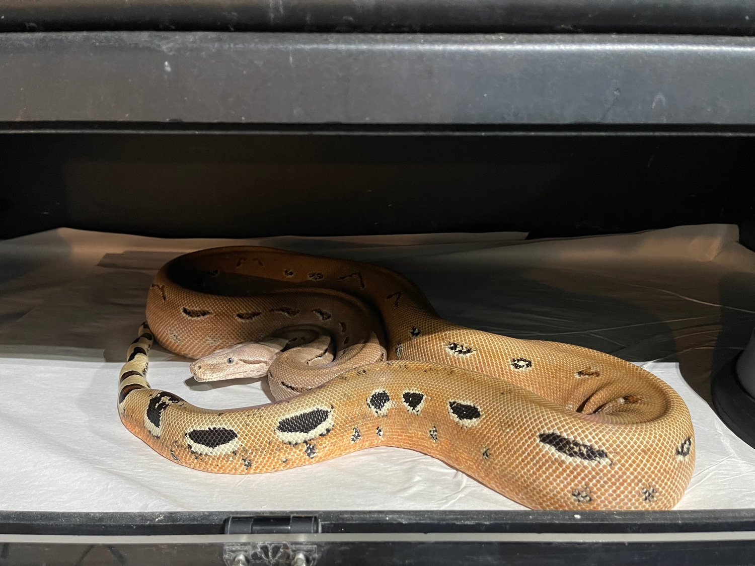 Scoria Boa Constrictor by Fire Horse Exotics LLC - MorphMarket