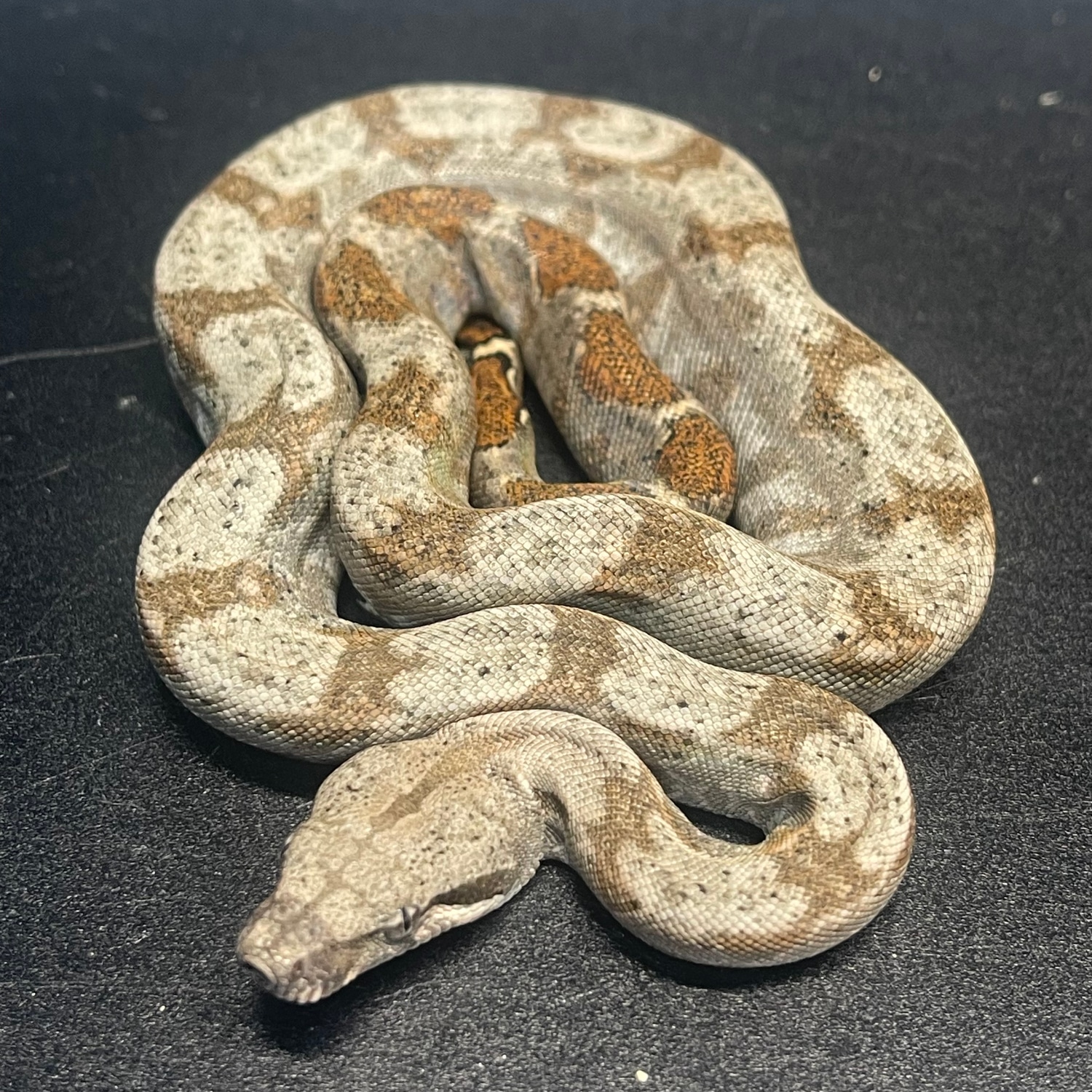 75% Hog Island Boa Boa Constrictor by Fire Horse Exotics LLC - MorphMarket
