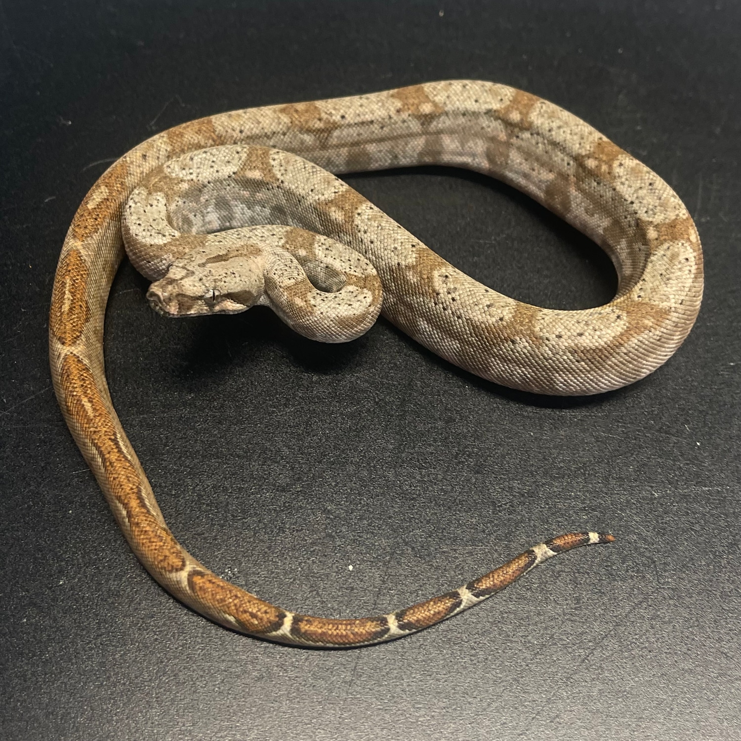75%. Hog Island Boa Boa Constrictor by Fire Horse Exotics LLC - MorphMarket