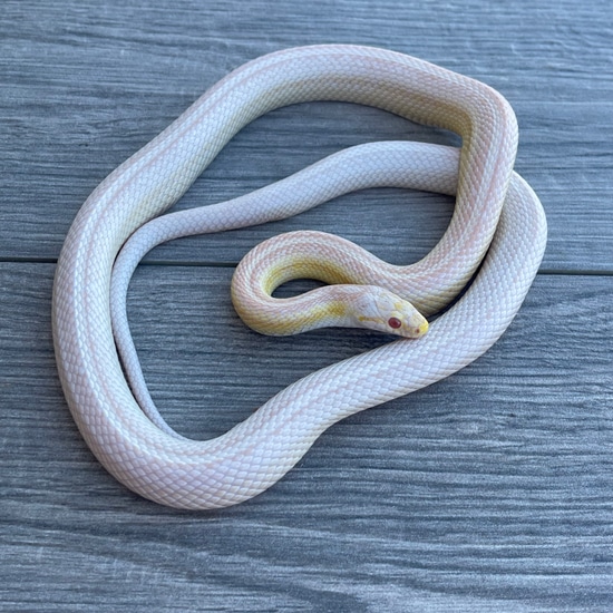Snow Tessera Stripe Corn Snake by Fire Horse Exotics LLC