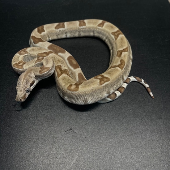 Silver Bullet Ghost Het Sharp Boa Constrictor by Fire Horse Exotics LLC