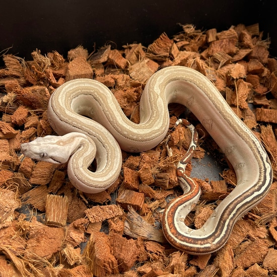 Labyrinth FHE Line Boa Constrictor by Fire Horse Exotics LLC