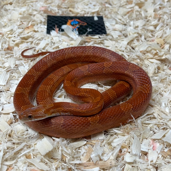 Blood Red Corn Snake by Fire Horse Exotics LLC