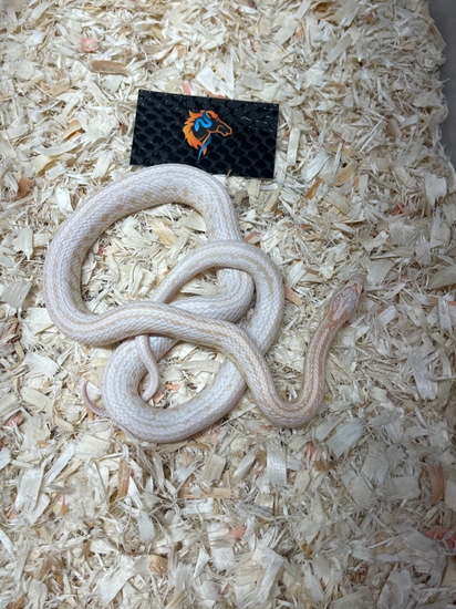 Snow Tessera Corn Snake by Fire Horse Exotics LLC