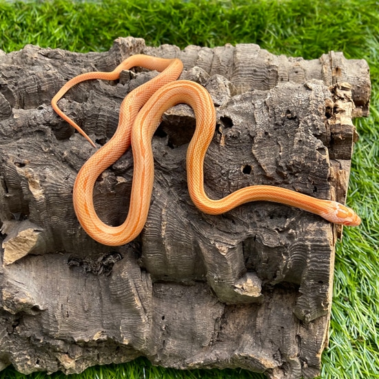 Creamsicle Stripe Corn Snake by Fire Horse Exotics LLC