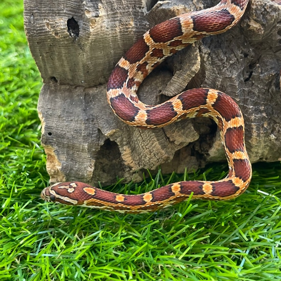 Okeetee Corn Snake by Fire Horse Exotics LLC