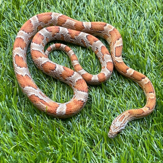 Hypo Sunkissed Corn Snake by Fire Horse Exotics LLC