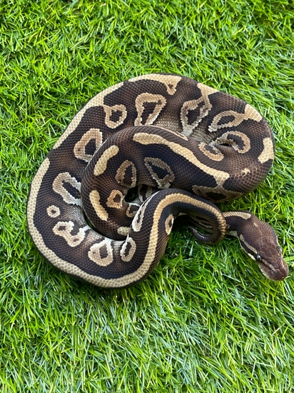 Mojave Leopard Het Sentinel Ball Python by Fire Horse Exotics LLC