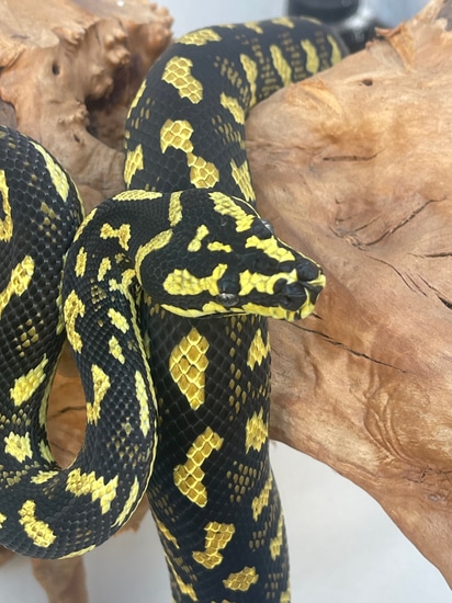 Jungle Carpet Jungle Carpet Python by Fire Horse Exotics LLC