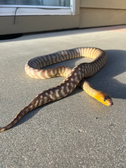 Woma Pythons by Top Shelf Reptiles