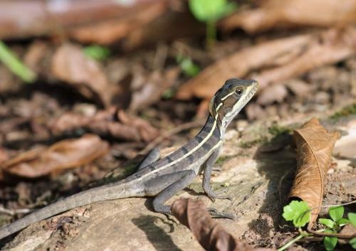 Baby Brown Basilisk More Lizard by IndianaReptileCenter