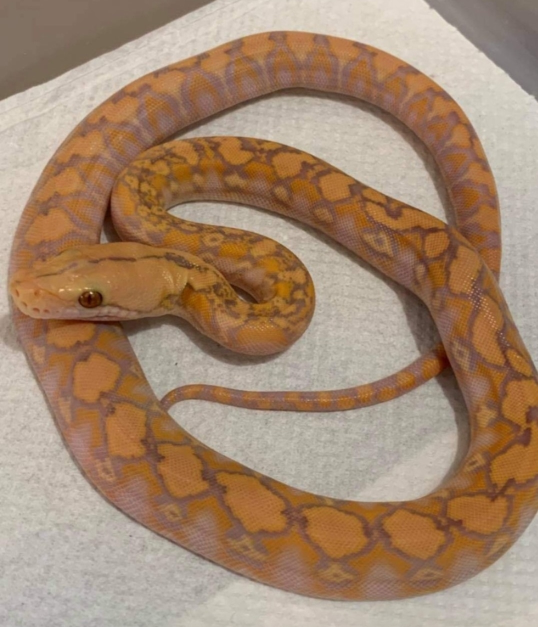 Cb21 %68.75 PURPLE HET SNOW Male Reticulated Python by Super Dwarf ...