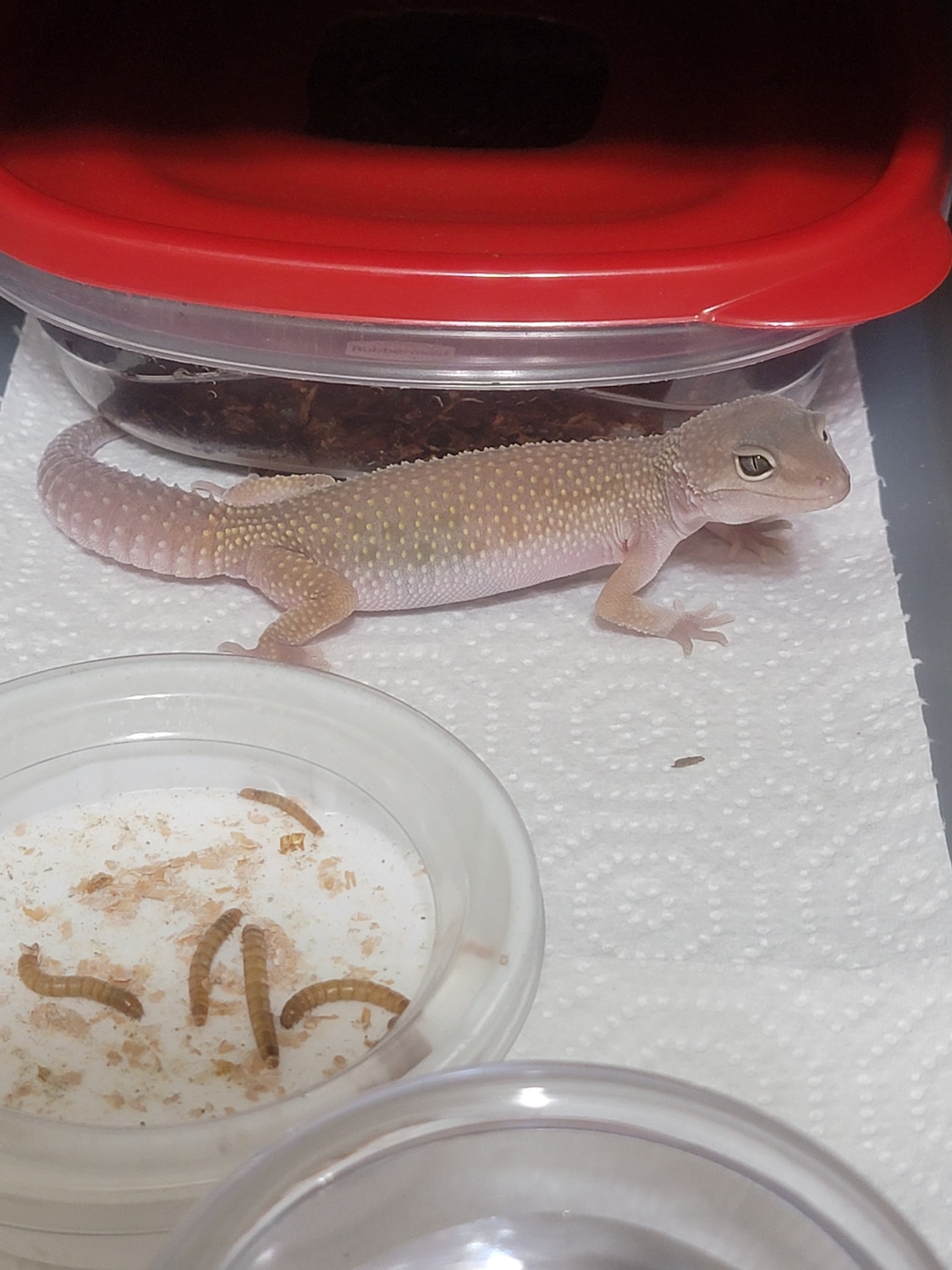 Murphys Patternless Leopard Gecko by Cajun Hognose - MorphMarket