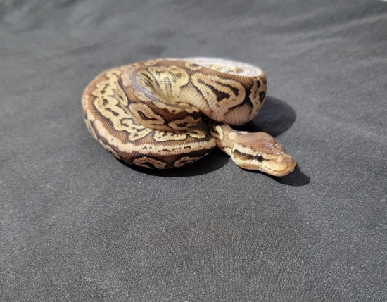 Black Pewter 50% Het Albino Ball Python by Bayou Snakes LLC