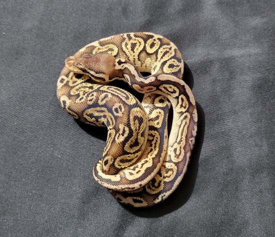 Black Pewter 50% Het Albino Ball Python by Bayou Snakes LLC