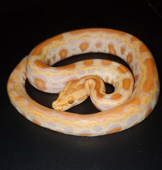 25% Dwarf Albino 100% Het Green Burmese Python by Bayshore Arboreals