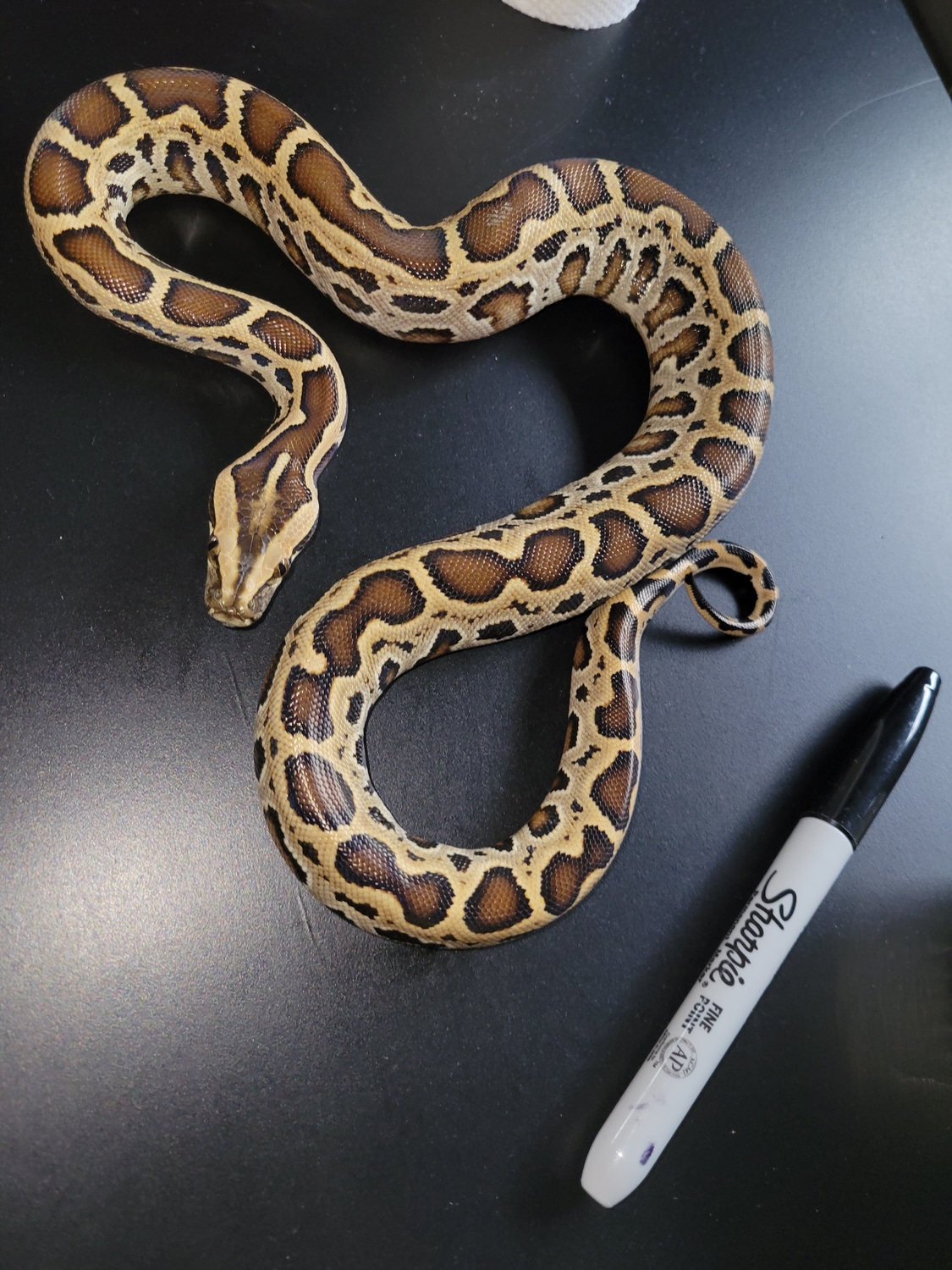 25% Dwarf 100% Het Green/albino Burmese Python by Bayshore Arboreals ...