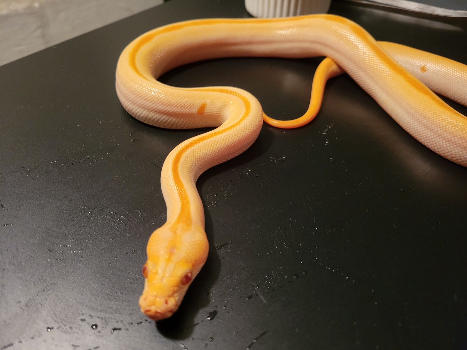 25% Dwarf Green/Albino Burmese Python by Bayshore Arboreals - MorphMarket
