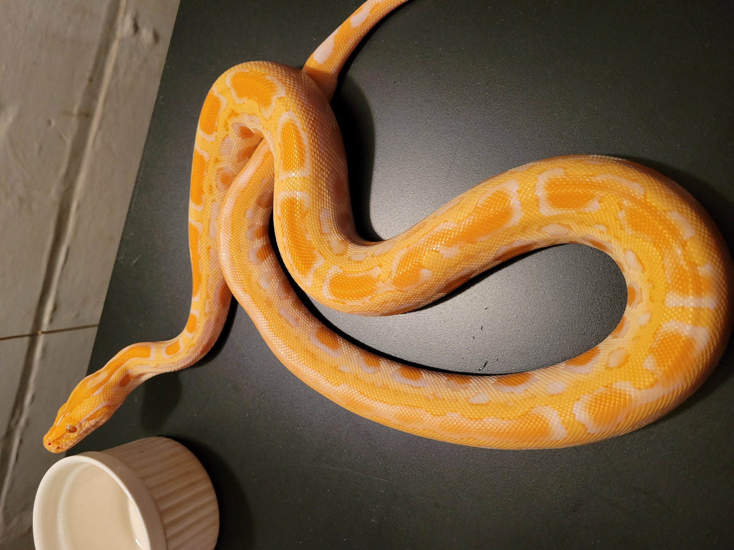 25% Dwarf Albino 100% Het Green Burmese Python by Bayshore Arboreals ...