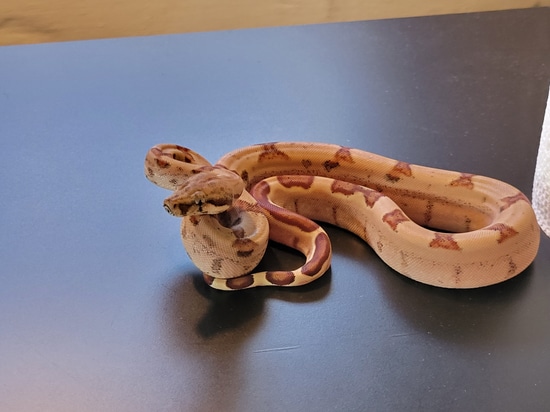 Sunset Boa Constrictor by Bayshore Arboreals