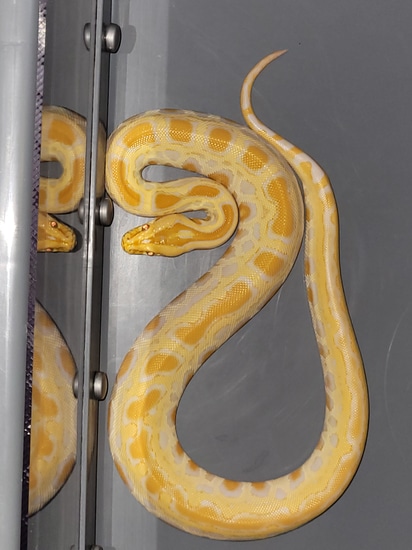 25% Dwarf Albino 100% Het Green Burmese Python by Bayshore Arboreals