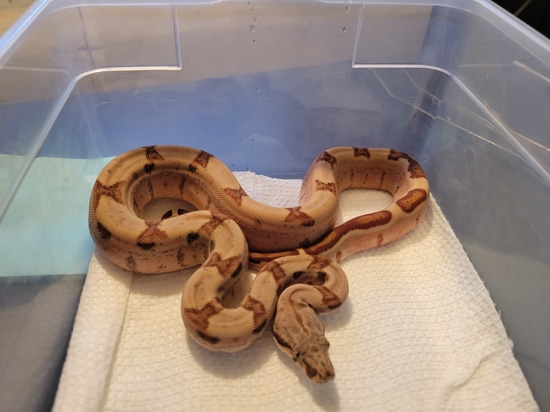 Sunset Boa Boa Constrictor by Bayshore Arboreals