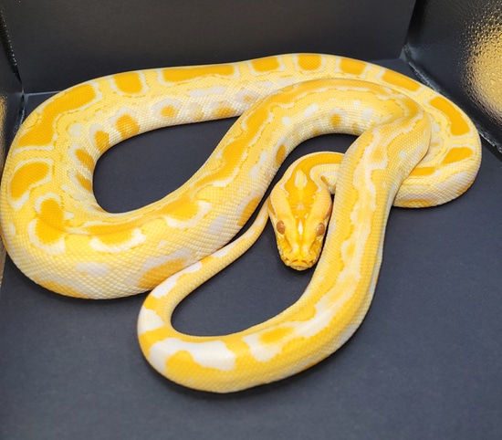 25% Dwarf Albino 100% Het Green Burmese Python by Bayshore Arboreals