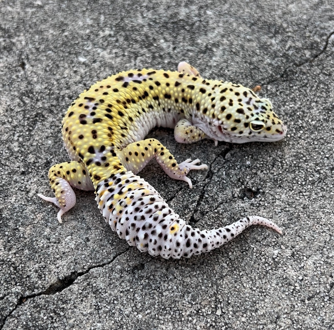 Mack Snow Eclipse Fasciolatus Leopard Gecko by Bayside Geckos - MorphMarket