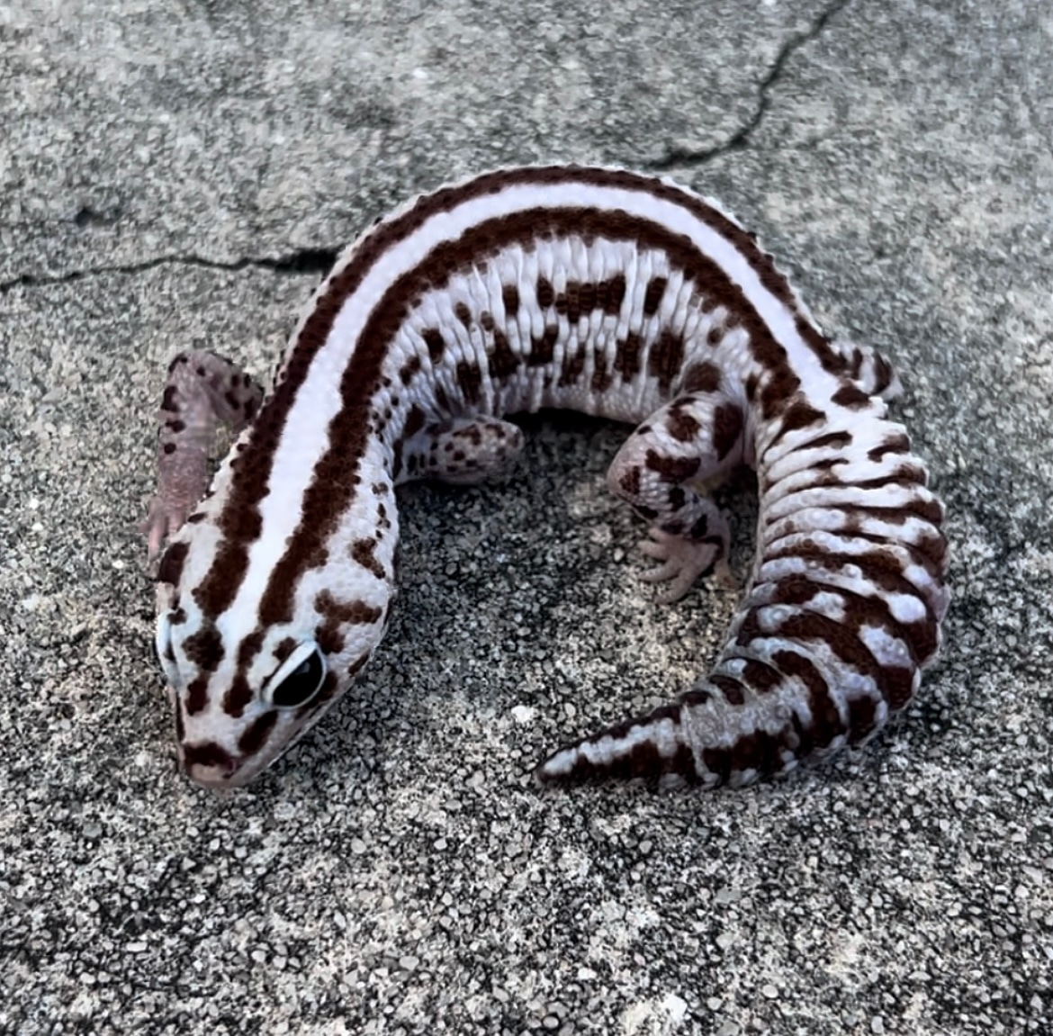 Striped Oreo Patternless White Out 66% Het Ghost African Fat-Tailed ...