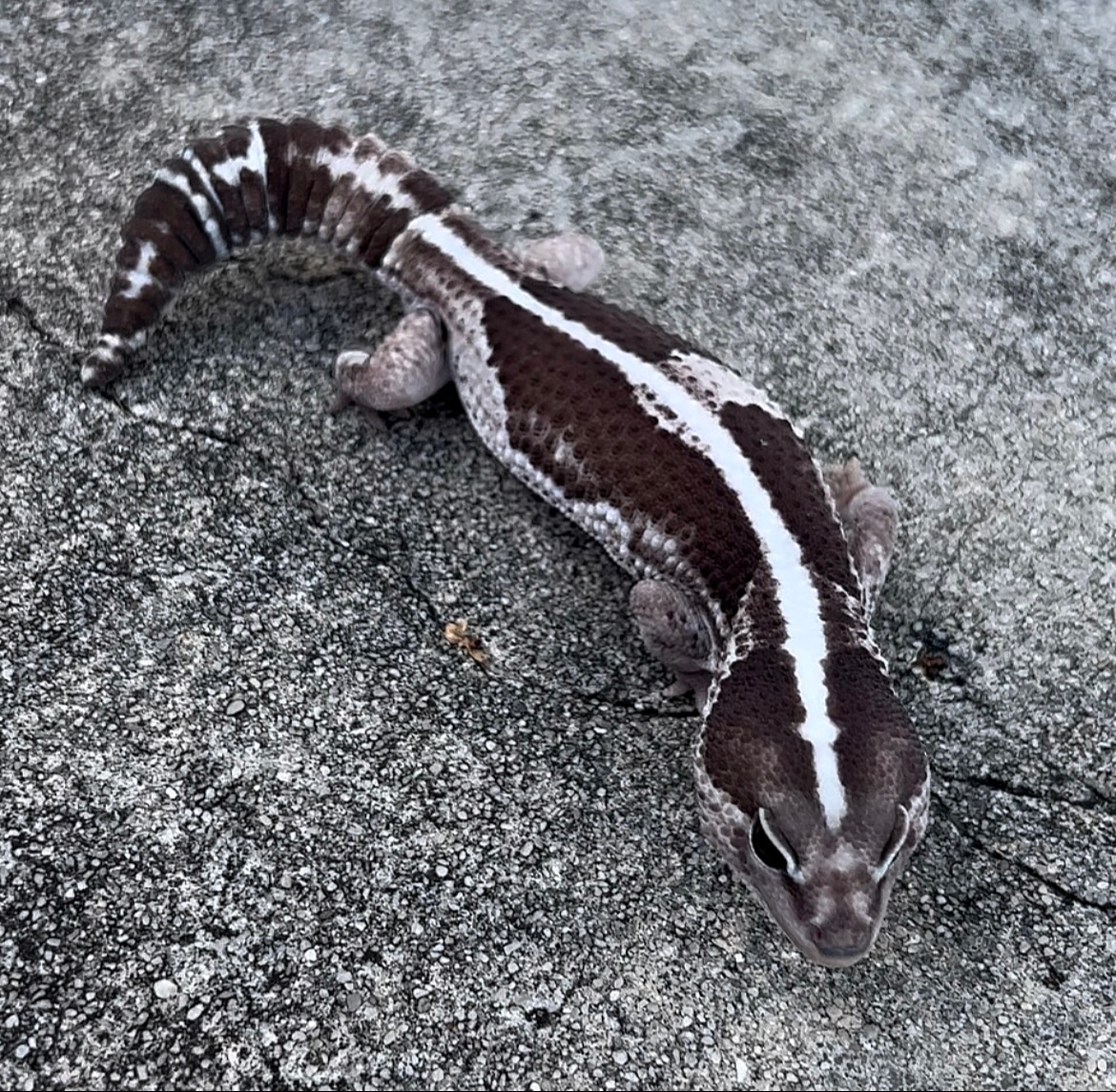 Striped Oreo Zero 100% Double Het Patternless & Caramel African Fat ...