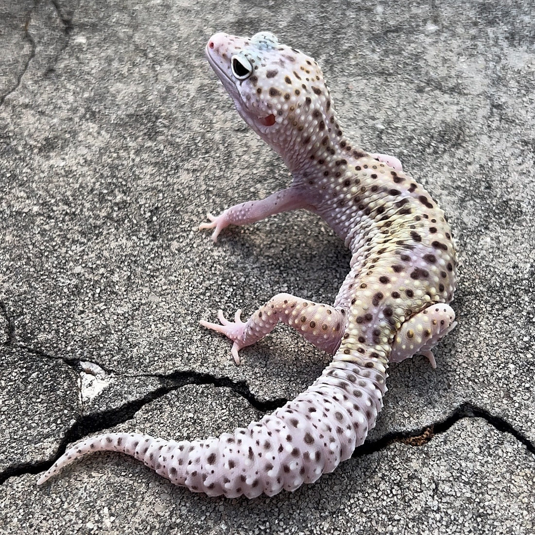 Godzilla Giant Mack Snow Eclipse Fasciolatus Leopard Gecko by Bayside ...