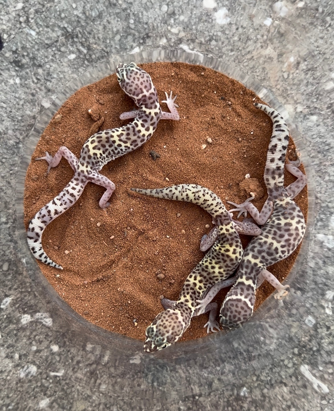 1.2 Trio Texas Banded (Coleonyx Brevis) More Gecko by Bayside Geckos ...