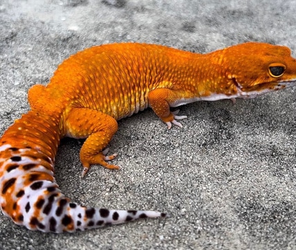 Bayside Geckos - MorphMarket