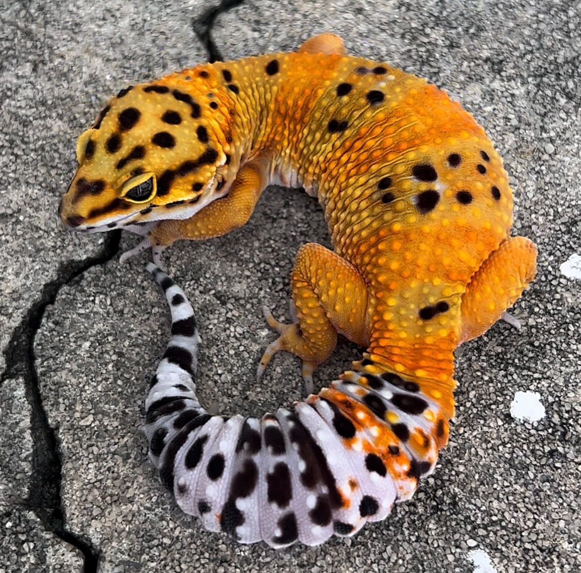 Blood Emerine Het Tremper Leopard Gecko by Bayside Geckos - MorphMarket