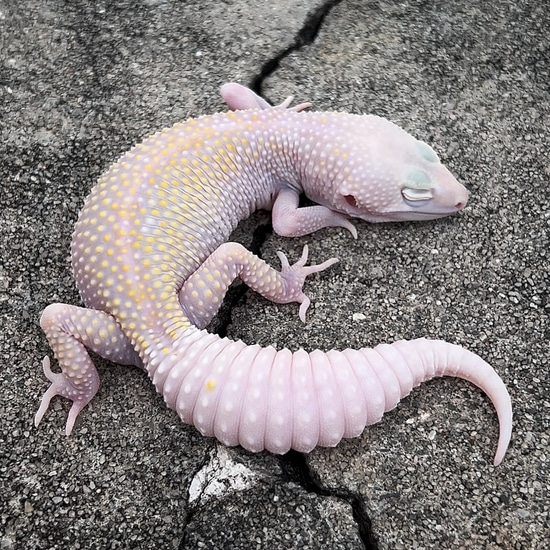 White Knight Mack Snow Leopard Gecko by Bayside Geckos