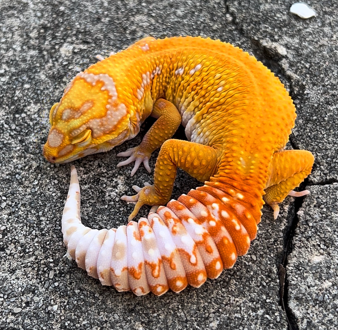 Tremper Extreme Emerine Leopard Gecko by Bayside Geckos - MorphMarket