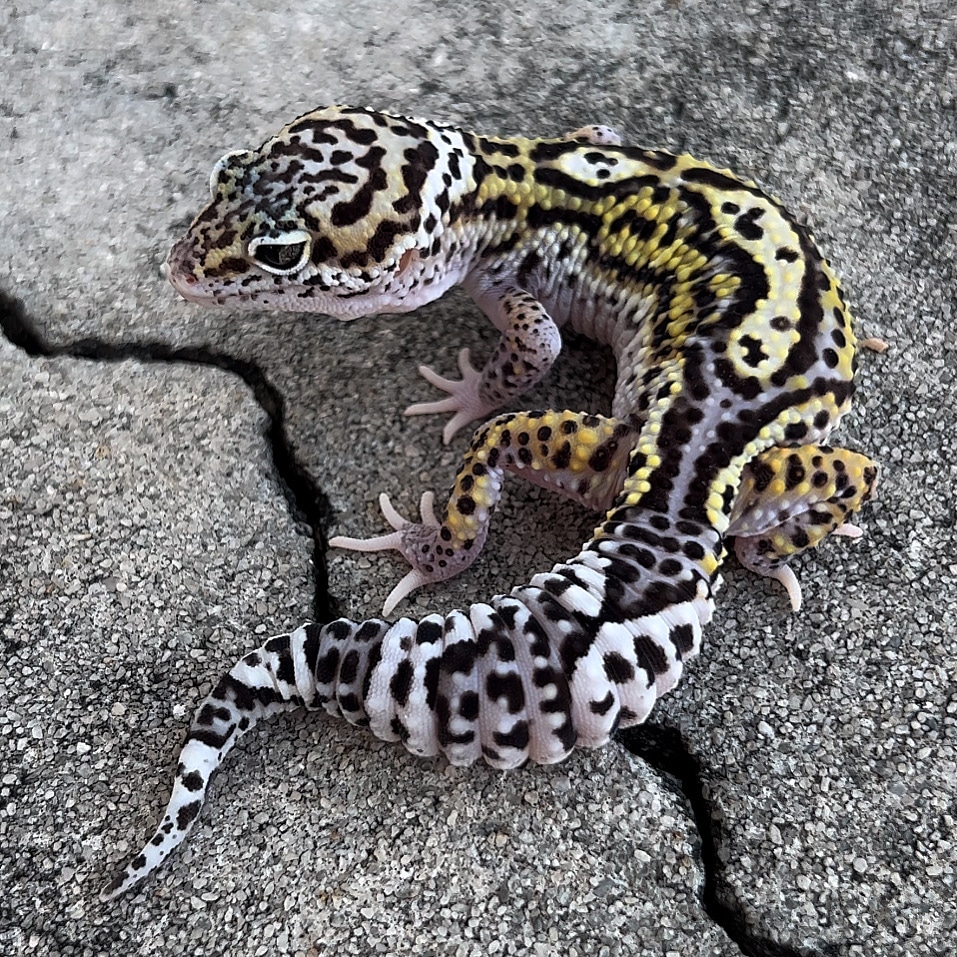 Black Night Mack Snow Eclipse Leopard Gecko by Bayside Geckos - MorphMarket
